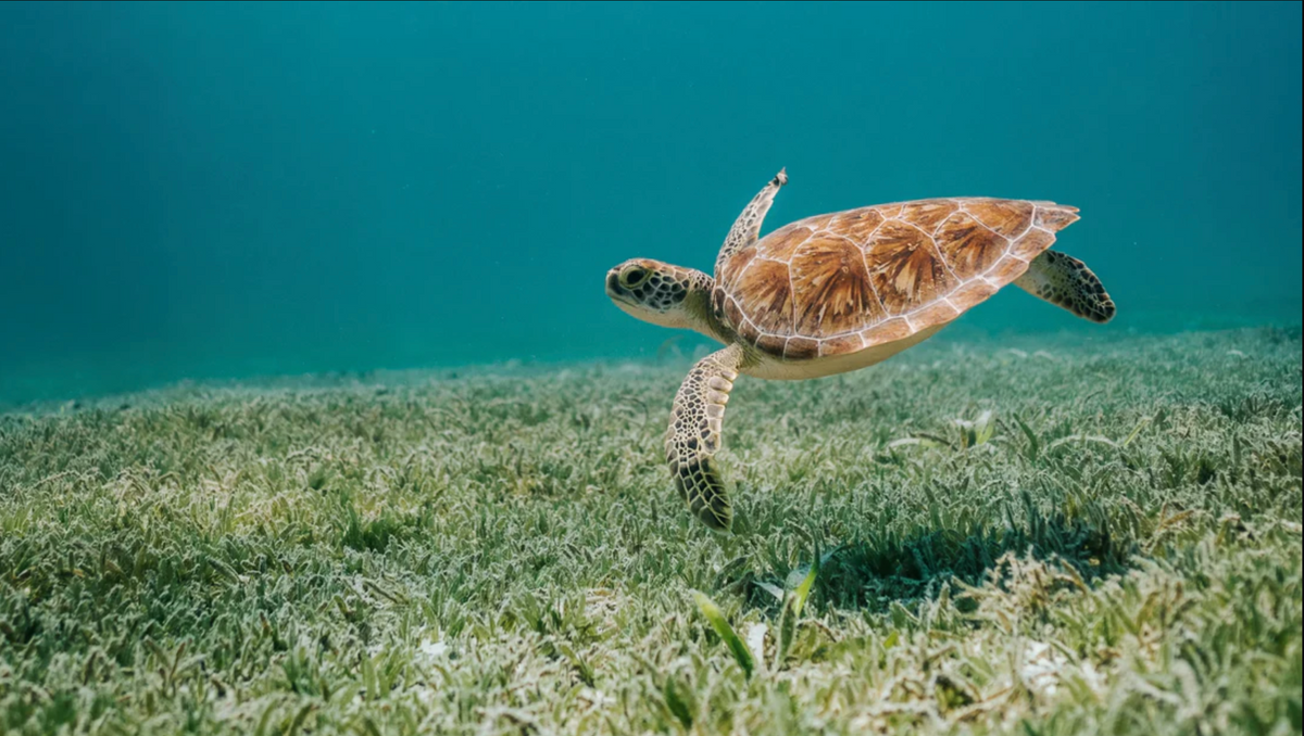 What’s Your Spirit Animal? Read To Learn More – Beadworx by Extol ...